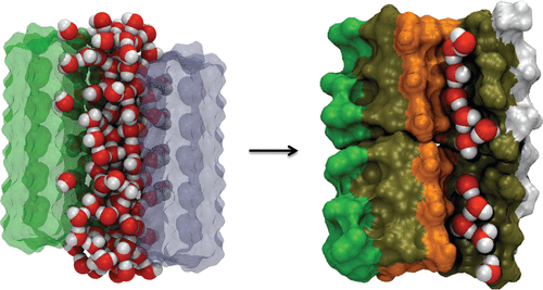 Role of Water in Protein Aggregation and Amyloid Polymorphism | g(r) LAB