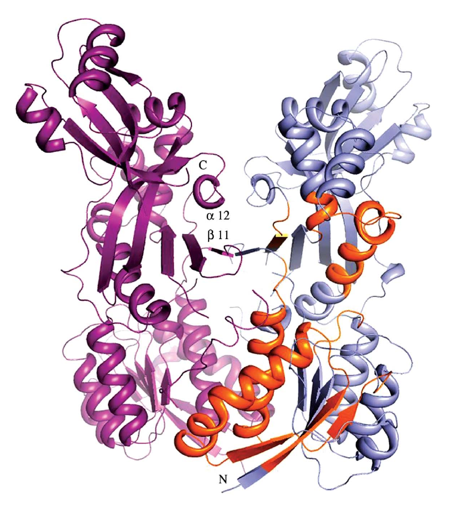 Structural Basis for the Catalytic Mechanism of Homoserine ...