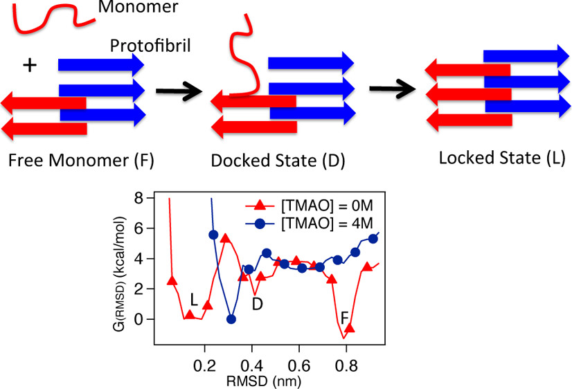 Osmolyte Effects on the Growth of Amyloid Fibrils | g(r) LAB