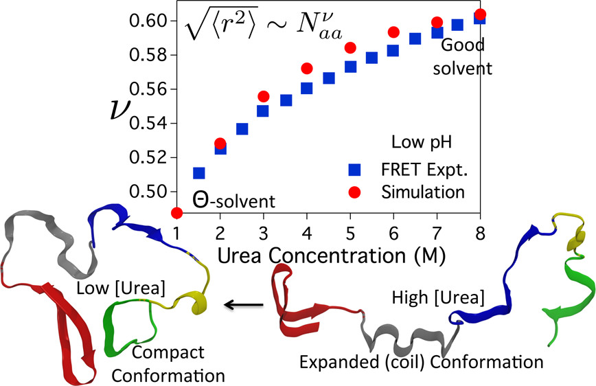 Collapse Precedes Folding in Denaturant-Dependent Assembly of Ubiquitin ...