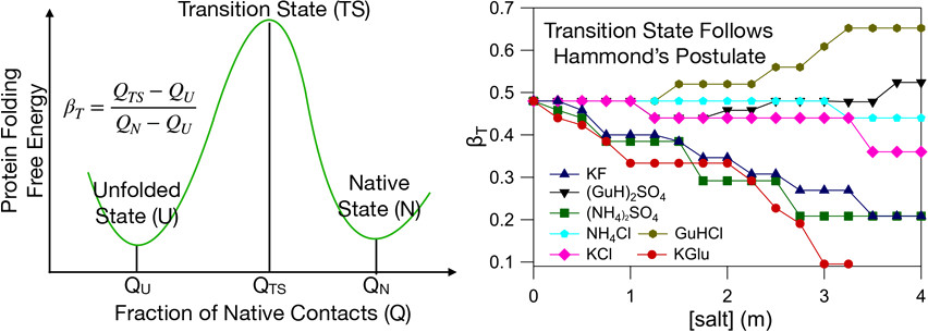Salt Effects on Protein Folding Thermodynamics | g(r) LAB