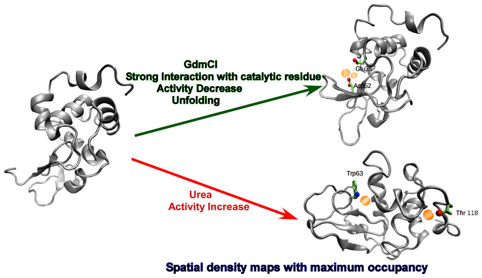 Contrasting Effects of Guanidinium Chloride and Urea on the Activity and Unfolding of Lysozyme ...