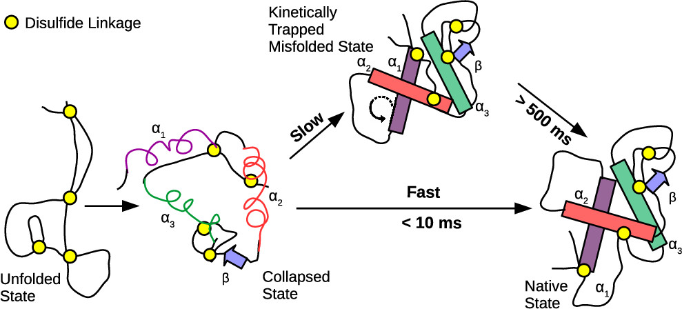 Role of Disulfide Bonds and Topological Frustration in the Kinetic Partitioning of Lysozyme ...