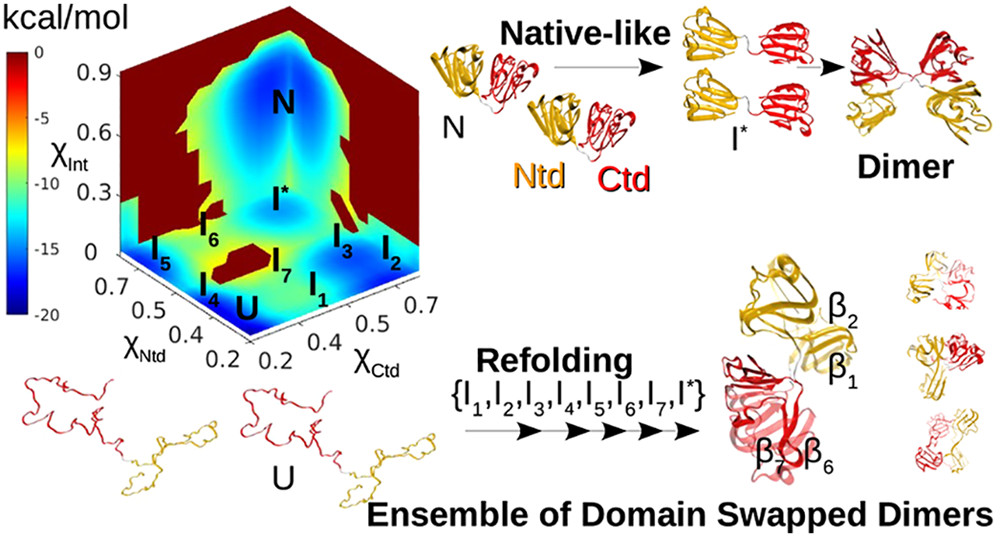 Double Domain Swapping in Human γC and γD Crystallin Drives Early ...