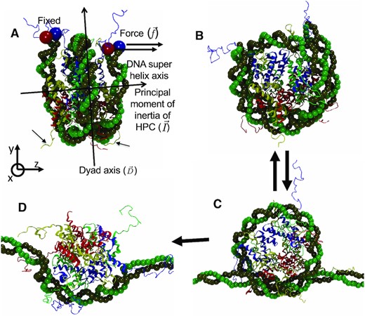 Asymmetry in Histone Rotation in Forced Unwrapping and Force Quench ...