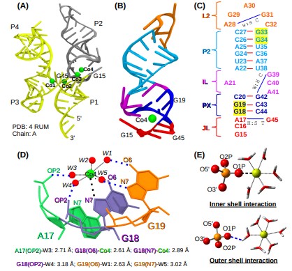 Local RNA Structure, Ion Hydration Shell and the Energy Barrier for ...