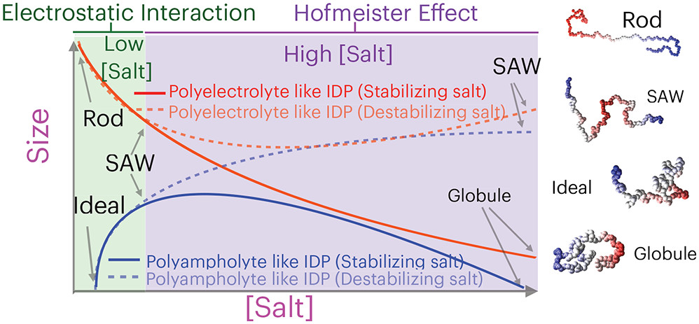 Salt Induced Transitions In The Conformational Ensembles Of